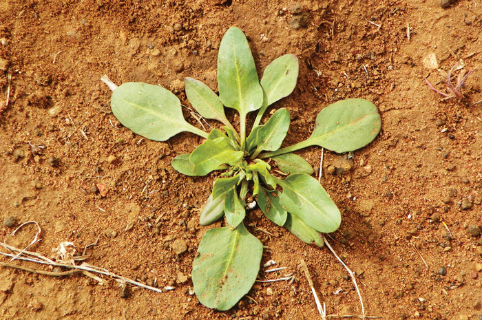Control of weeds in maize and wheat – Part 1: Spiny Emex - SA Grain