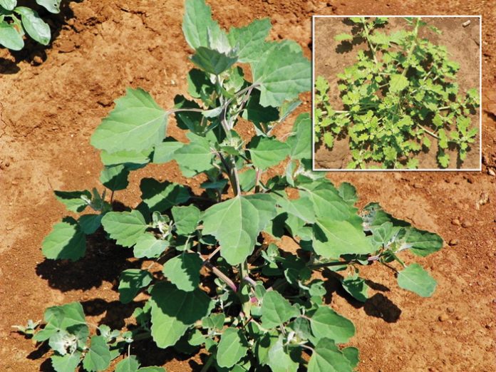 Control of weeds in maize and wheat – Part 7: White goosefoot - SA Grain