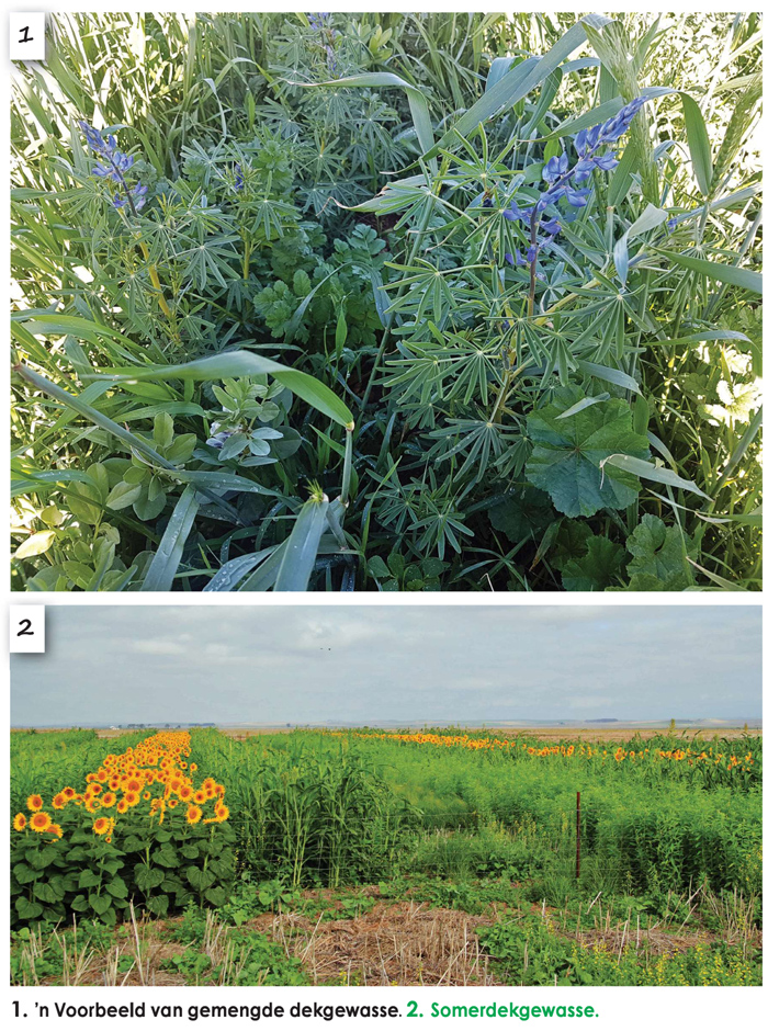 Dekgewaskeuses vir die winterreënvalstreek - SA Grain