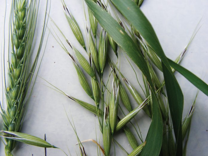Control of weeds in maize and wheat – Part 3: Avena fatua (Common wild ...