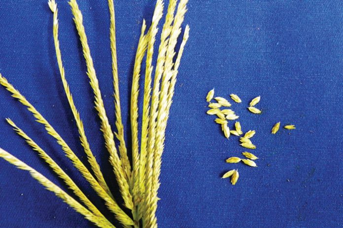 Control of weeds in maize and wheat – Part 8: Goose grass - SA Grain