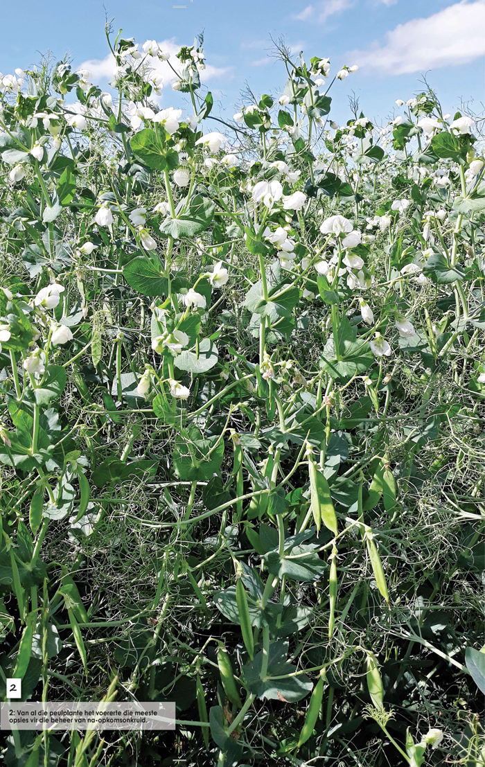 Op soek na alternatiewe gewasse vir die Swartland en Overberg - SA Grain