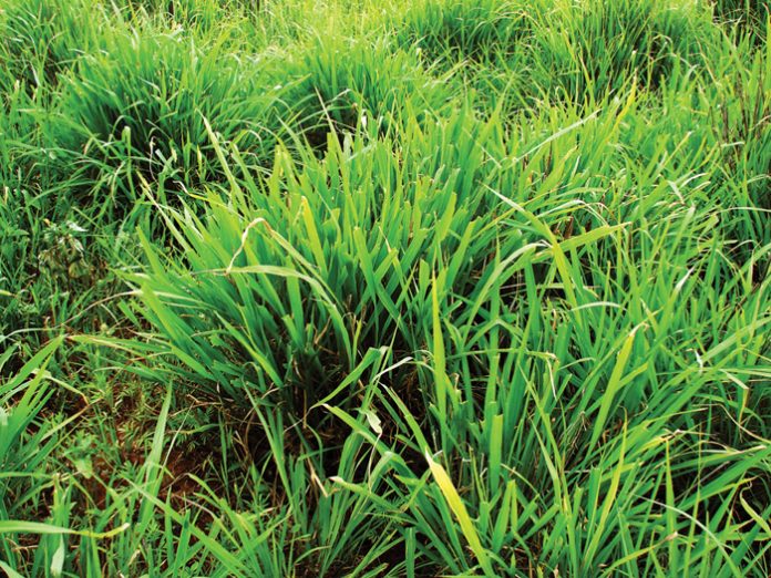 Integrated crop and pasture-based livestock production systems – Part 5 ...