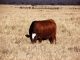 Integrated crop and pasture-based livestock production systems – Part 6 ...