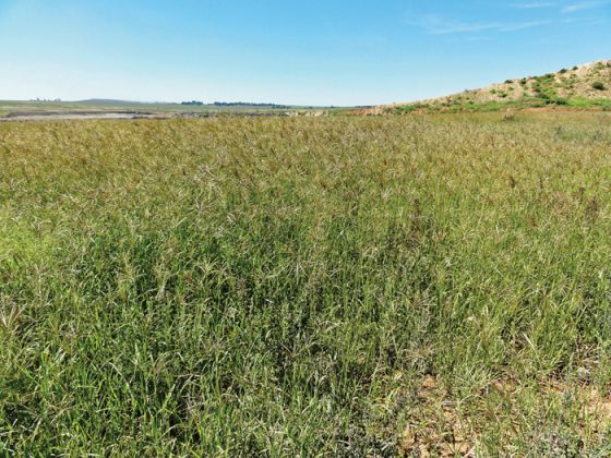 Integrated crop and pasture-based livestock production systems – Part 4 ...