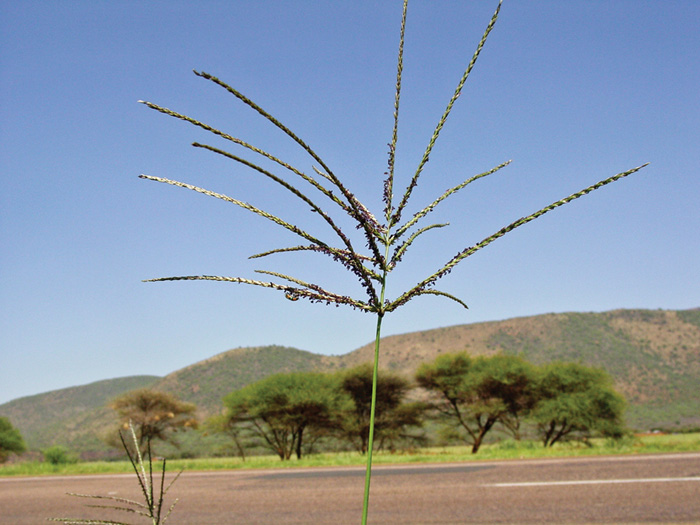 Integrated crop and pasture-based livestock production systems – Part 3 ...