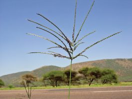 Integrated crop and pasture-based livestock production systems – Part 3 ...
