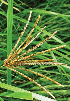 Integrated crop and pasture-based livestock production systems – Part 4 ...