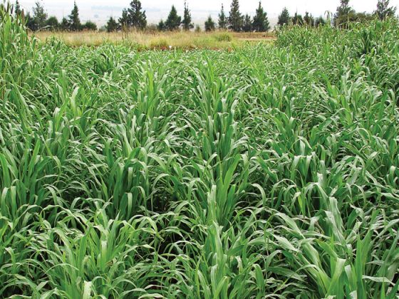 Integrated crop and pasture-based livestock production systems – Part ...