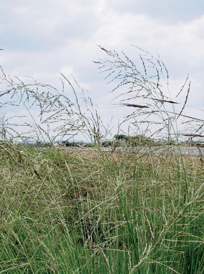 Integrated crop and pasture-based livestock production systems – Part 2 ...
