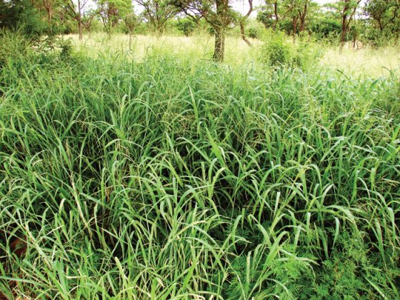 Integrated crop and pasture-based livestock production systems – Part 5 ...