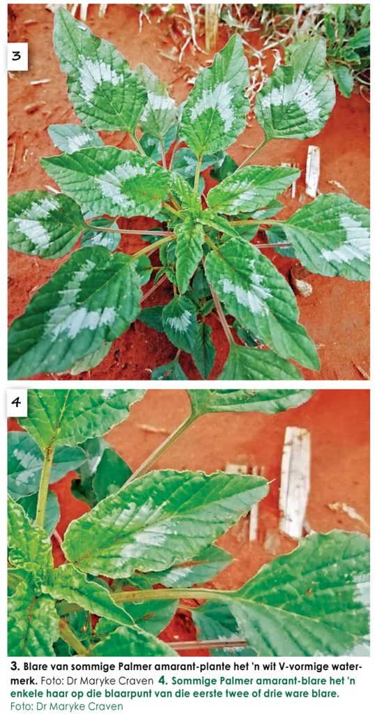 Gevreesde VSA-onkruid nou ook in Suid-Afrika - SA Grain