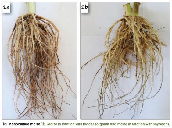 Crop rotation as management strategy against maize root and crown rots ...