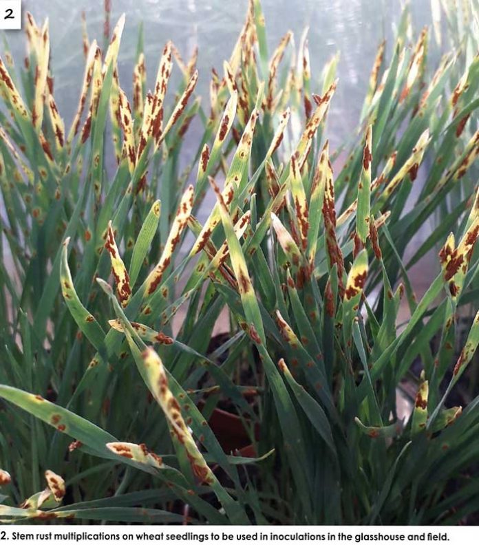 A novel study: Biological suppression of wheat stem rust - SA Grain