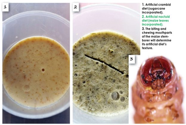 Insect rearing on artificial diets - SA Grain