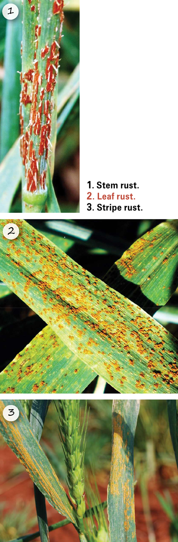 Update on wheat rusts in South Africa - SA Grain