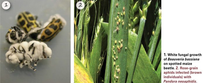 Towards a better understanding of entomopathogens for insect biocontrol ...