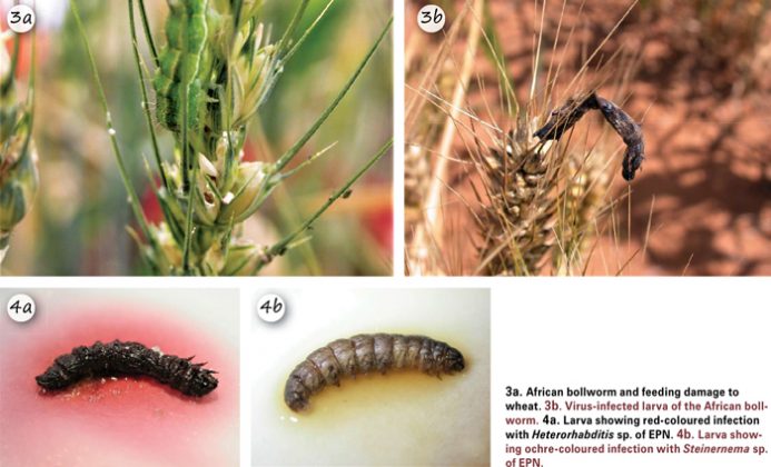 Towards a better understanding of entomopathogens for insect biocontrol - SA Grain