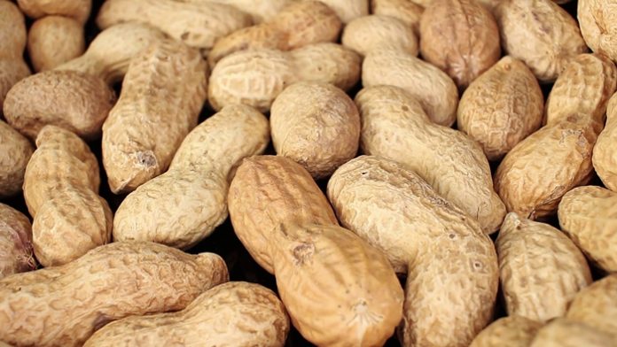 Beskikbaarheid en prys van grondboonsaad vir nuwe seisoen - SA Grain