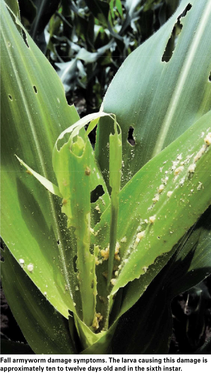 Managing the local risk of fall armyworm infestation in maize - SA Grain