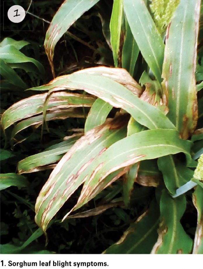 Sorghum cultivar evaluation trials for leaf diseases - SA Grain