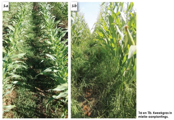 Kweekgras: ’n Moeilik beheerbare kalant - SA Grain