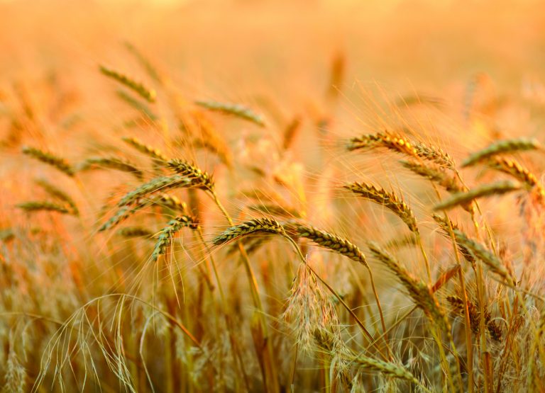 Koringprodusente smag na ’n Kanaän - SA Grain