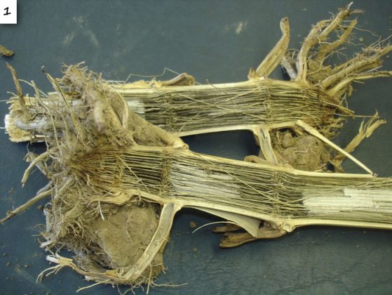 Maize cultivar reactions to charcoal stalk rot: A management tool - SA ...