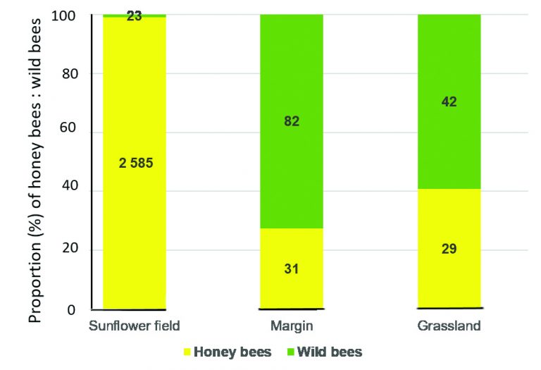 Irritating each other: Bee diversity improves crop pollination - SA Grain