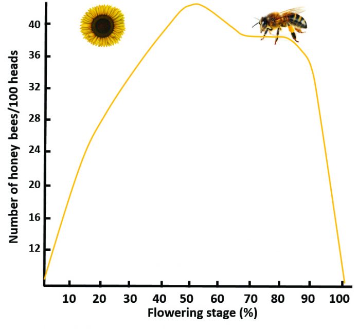 Irritating each other: Bee diversity improves crop pollination - SA Grain