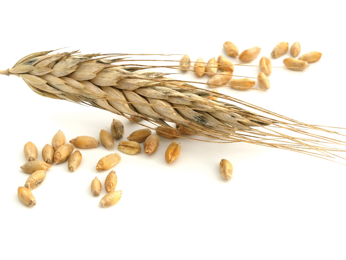 Mielies en koring se verwerking per provinsie verskuif - SA Grain