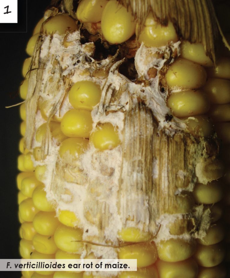 Foliar fungicide spray regimes handy tool to fight maize ear rots - SA ...