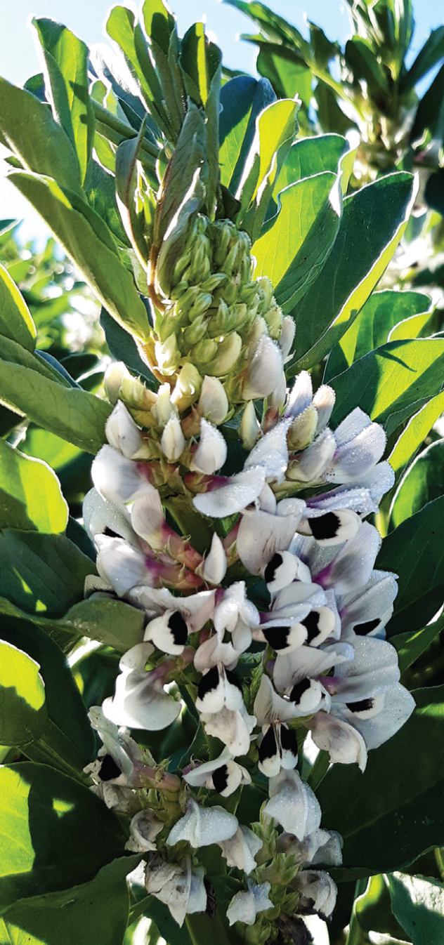 Alternatiewe gewasse – nuwe kultivars getoets - SA Grain