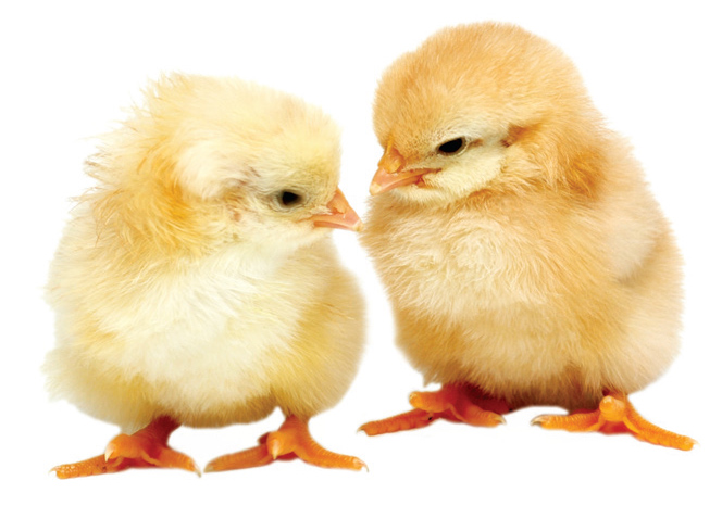 Poultry master plan set to grow sector - SA Grain