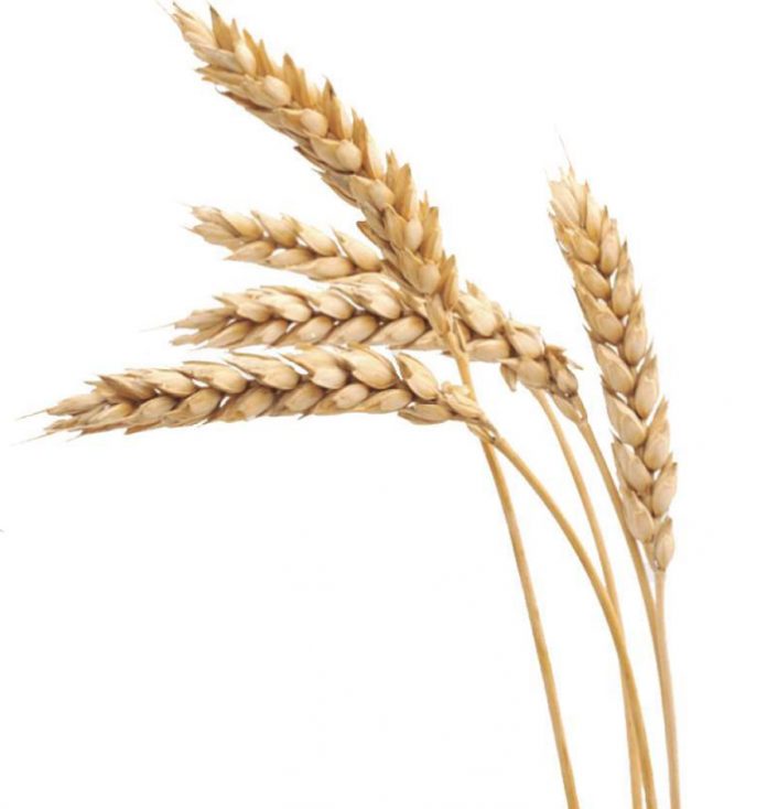 Droëlandkoring getemper vir bloedsweet-seisoene - SA Grain