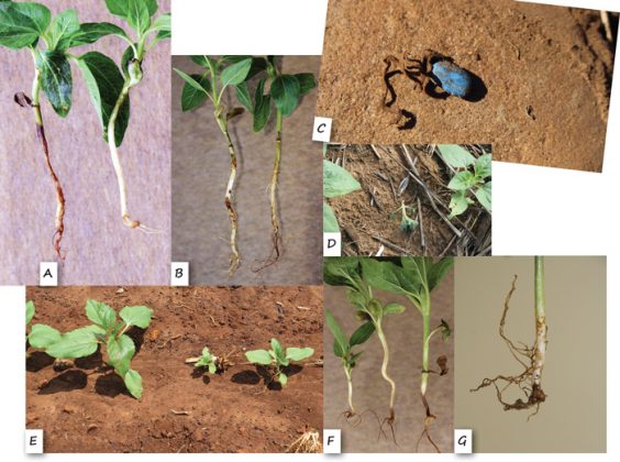 Seedling diseases lead to poor establishment - SA Grain