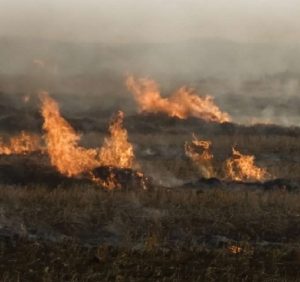 Top tips for burning veld - SA Grain