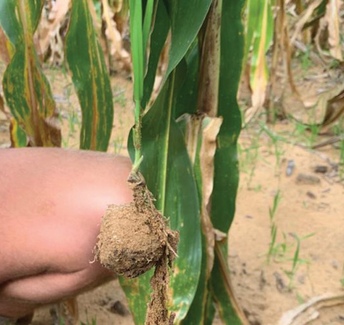 Saai tussen mielies werp vrugte af - SA Grain