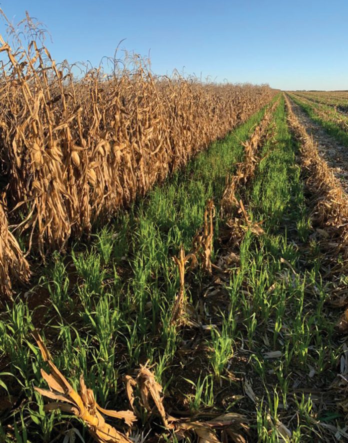 Saai tussen mielies werp vrugte af - SA Grain