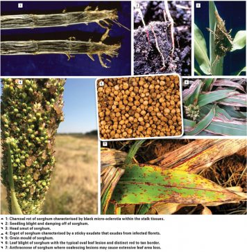 Management of sorghum diseases - SA Grain