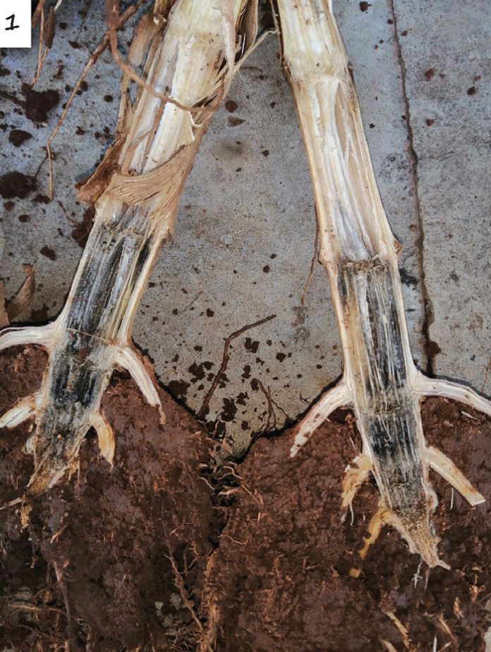 Charcoal rot resistance screening assists producers - SA Grain