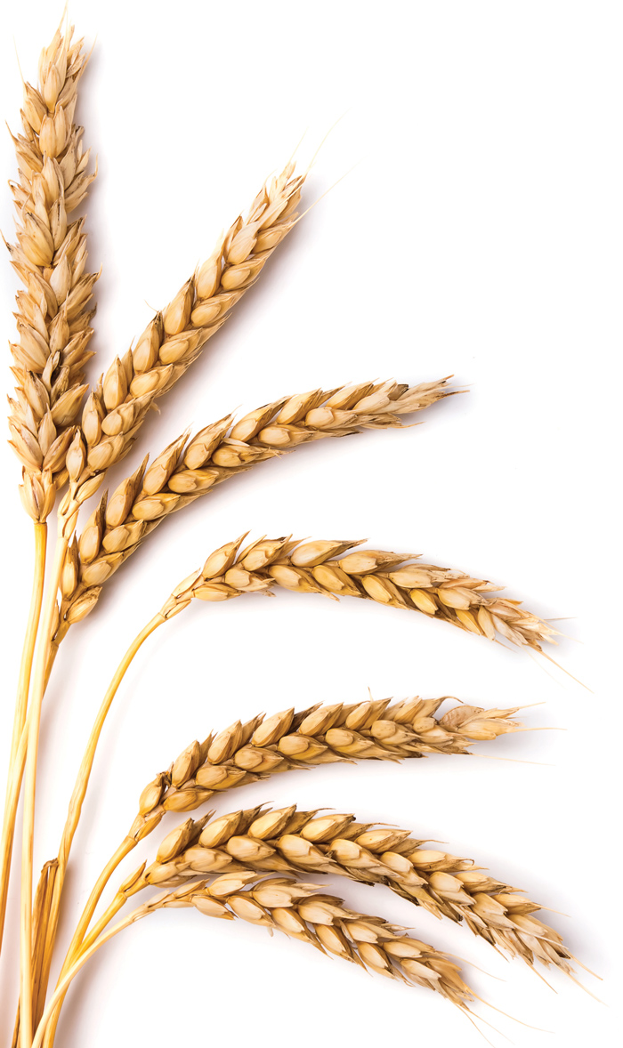 Koring in die Oos-Vrystaat kompeteer nie tans nie - SA Grain