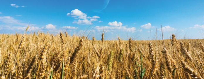 Koring in die Oos-Vrystaat kompeteer nie tans nie - SA Grain