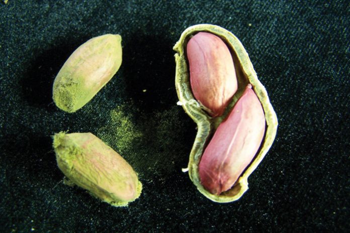 Growing groundnuts aflatoxin-free - SA Grain