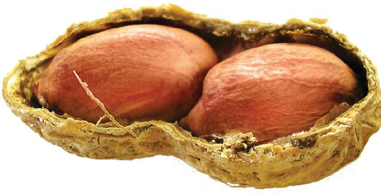 Grondbone: Dit gaan oor graad en verbruik - SA Grain