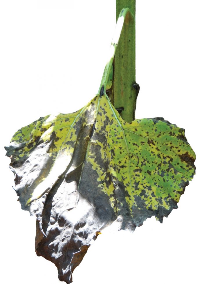 Alternaria leaf blight – in search of an integrated control system - SA ...
