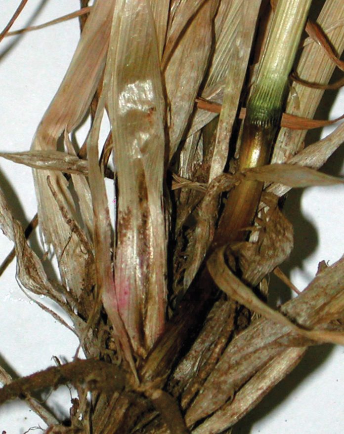 Wat is fout met my koring? - SA Grain