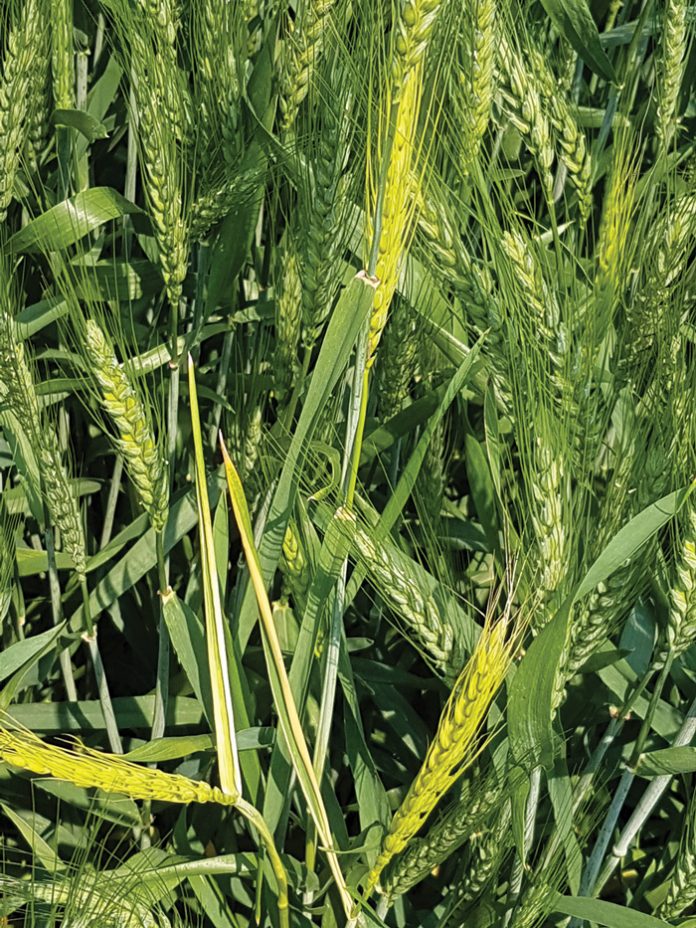 Wat is fout met my koring? - SA Grain