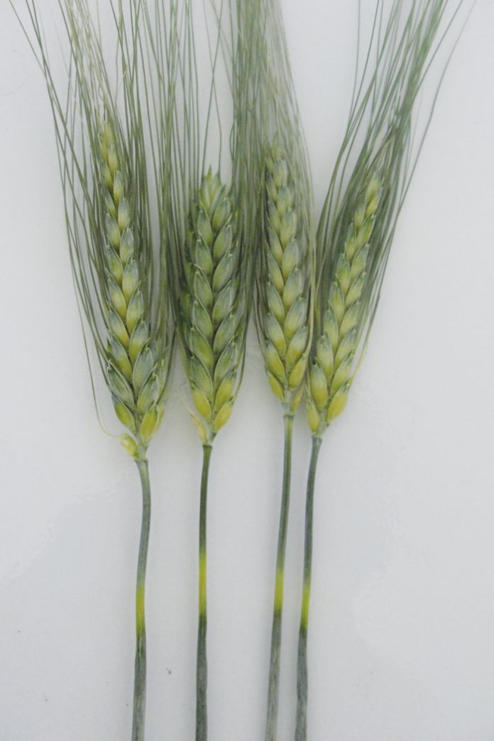 Wat is fout met my koring? - SA Grain