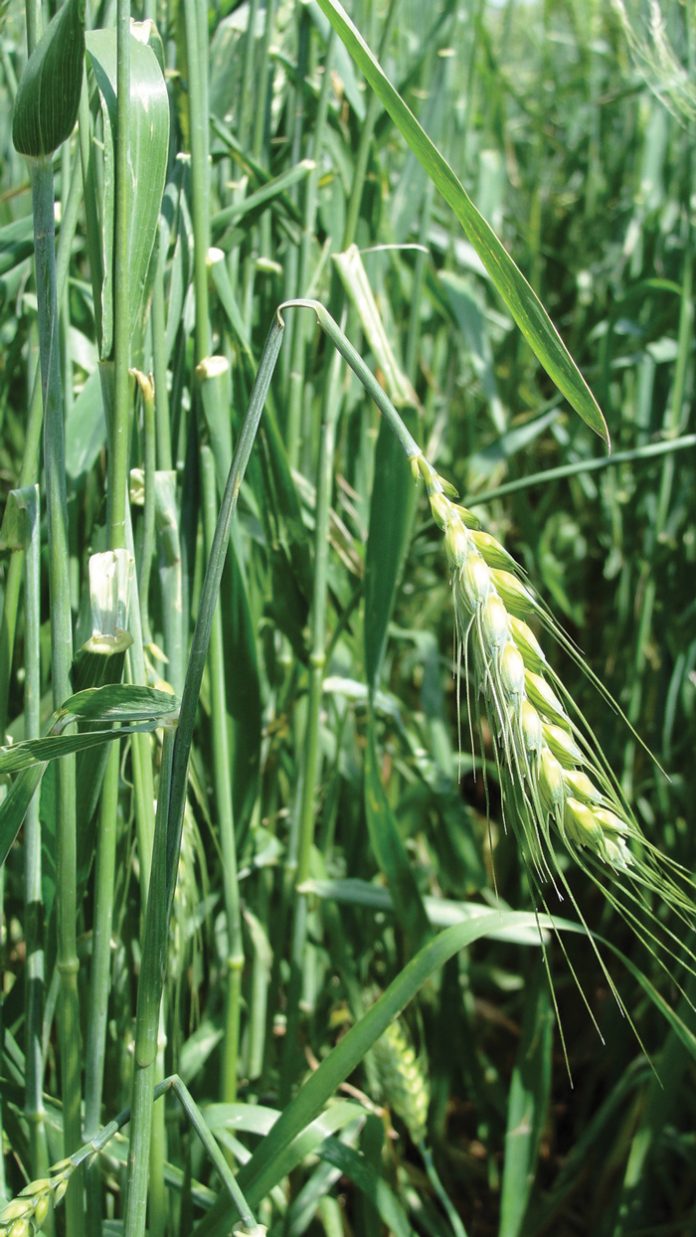 Wat is fout met my koring? - SA Grain